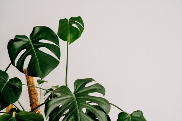 Top Facts To Know About Monstera Plants To Learn How To Take Care Of ...